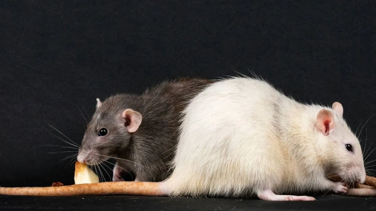 Médula espinal regula excitación y eyaculación masculina - CONGRESODIARIO